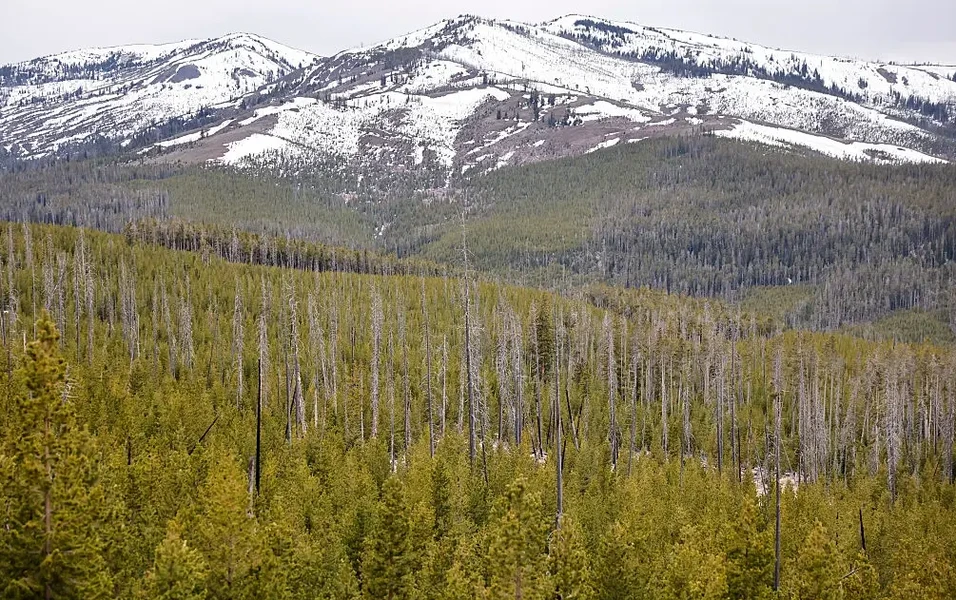 Declining snow cover erodes northern forests’ post-fire cooling effect