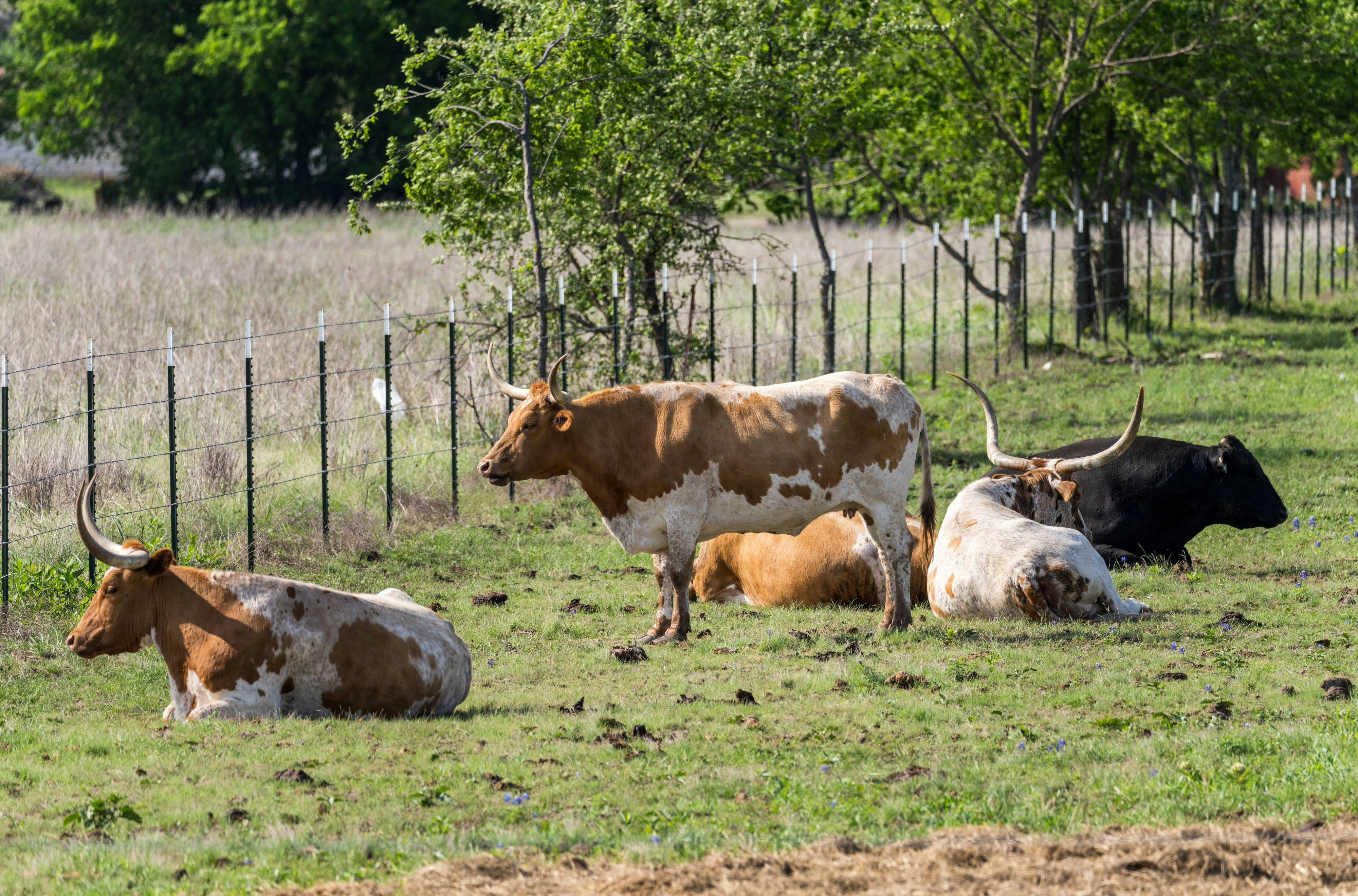 Horror-Fliege frisst Tiere bei lebendigem Leib! Erster Fall seit ...