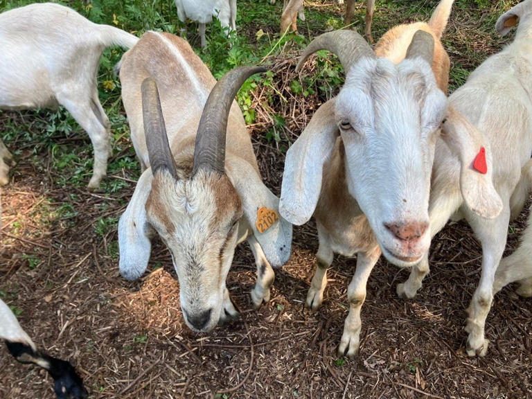 'Goatsfest 2026' gambols back to Ward Acres for a good reason