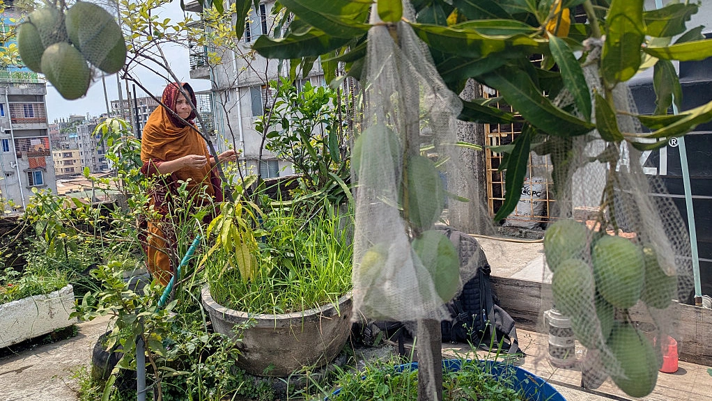 Small space gardens that thrive in cities