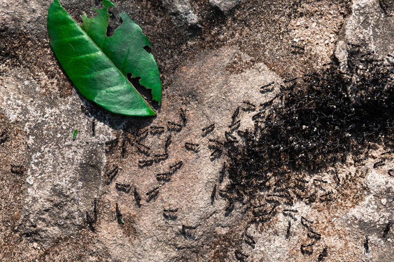 How to get rid of ants in your home and garden before they become a ...