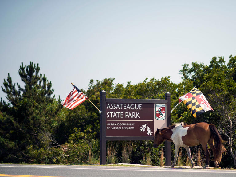 Assateague State Park, home to wild ponies, is a Maryland treasure