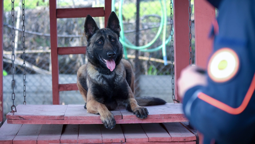 Why your smart dog drives you crazy