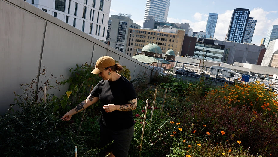 Small space gardens that thrive in cities