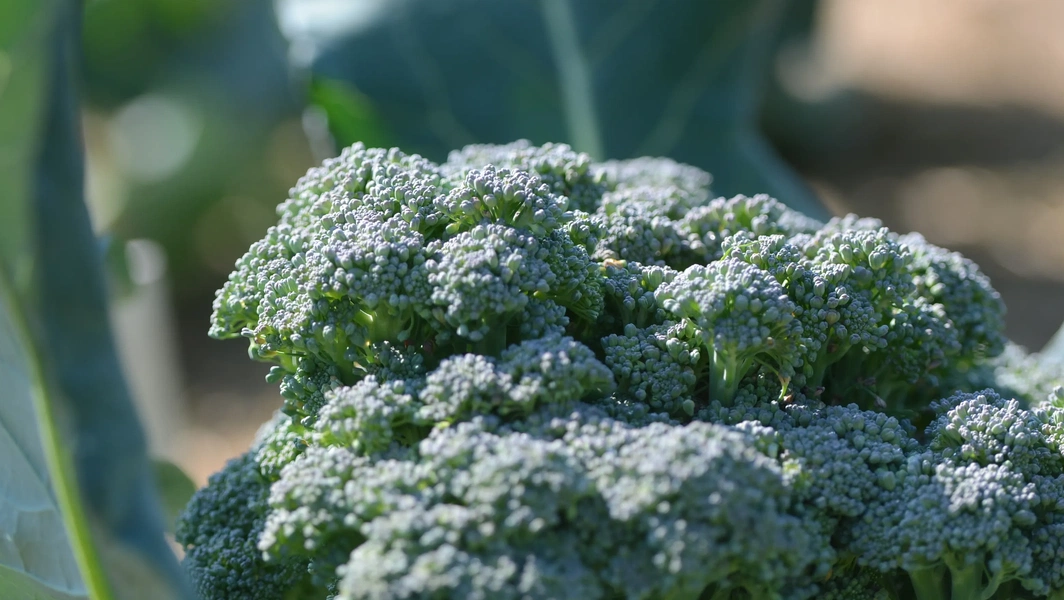 15 common broccoli cooking mistakes to avoid