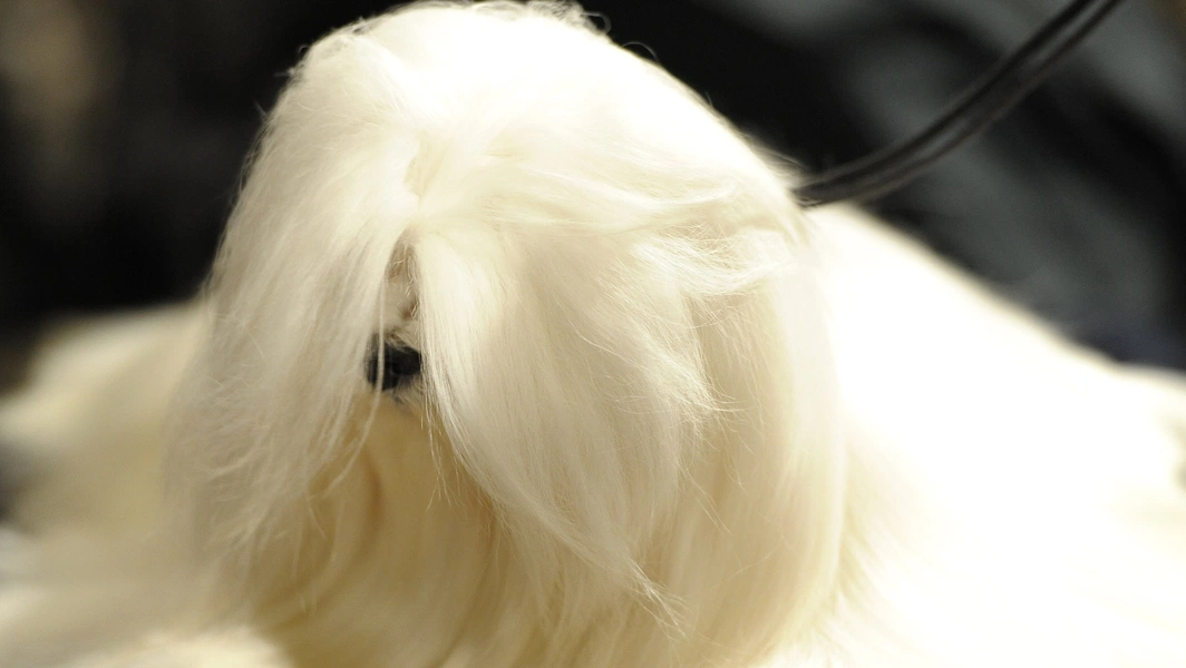 13 low-maintenance dog breeds for easy companionship