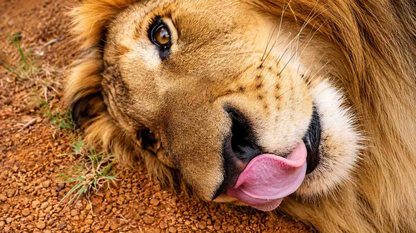These young lions had their own Valentine plan