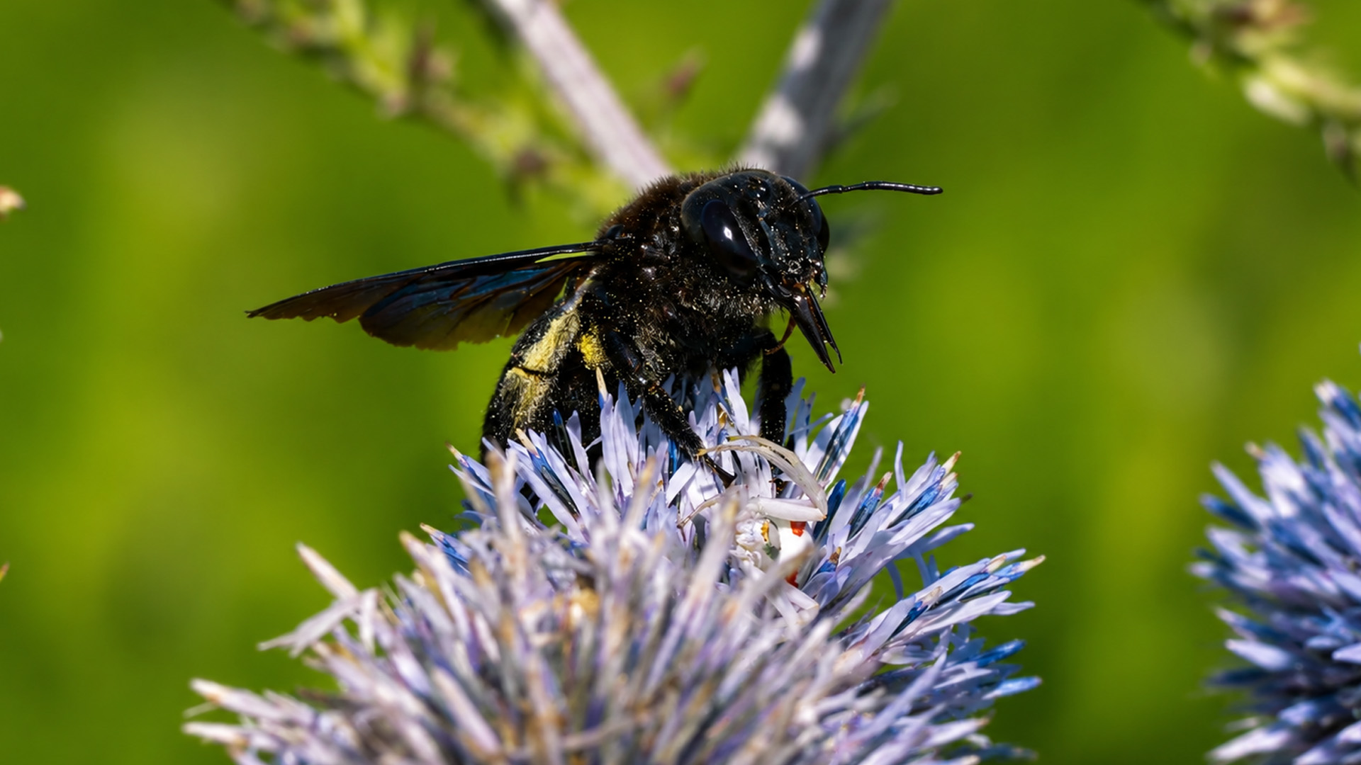 Een verborgen camera legde een van de hardste werkers in de natuur vast