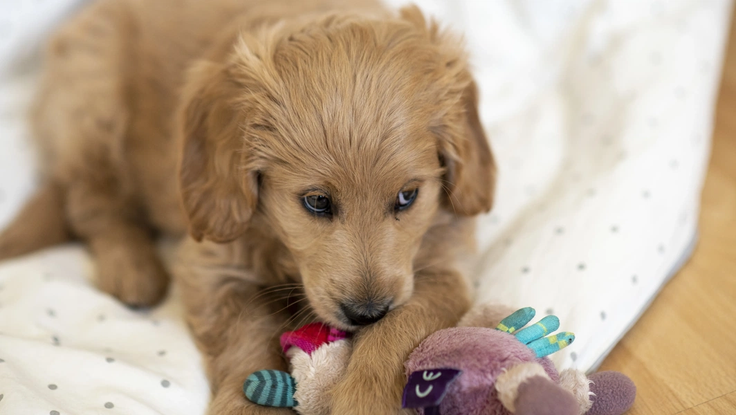 Raising a gentle, happy puppy through play