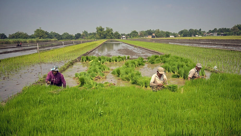 13 foods used to control societies