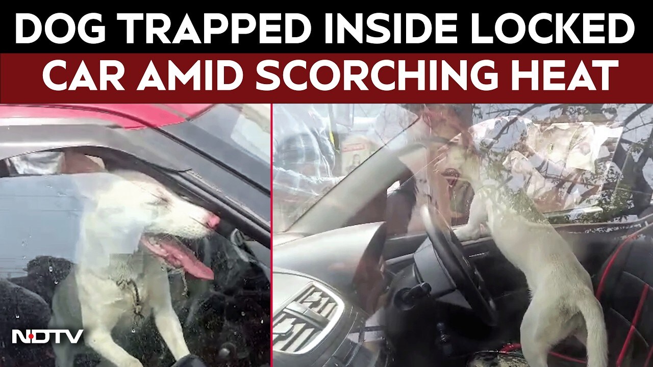 Dog viral video | Pet dog rescued from locked car in Guwahati heatwave ...