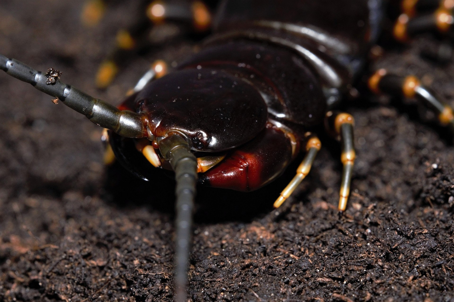 The most dangerous predators that hunt at night