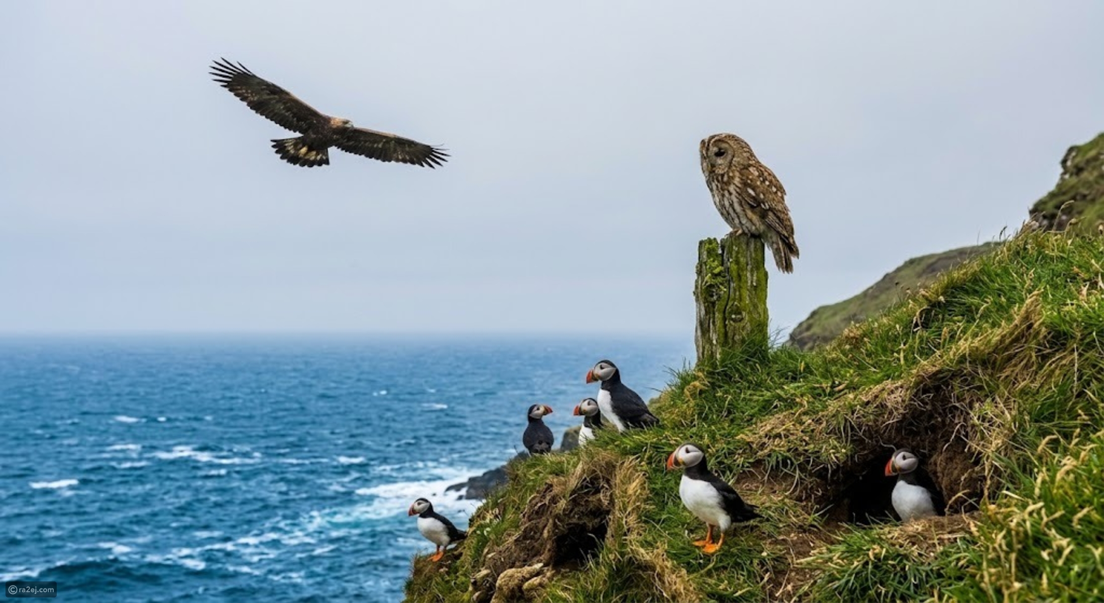 New banknotes could feature these animals, Bank of England reveals