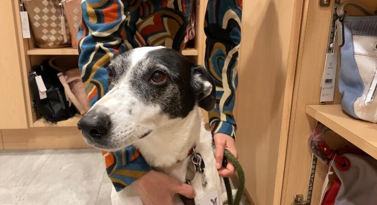 His ID badge can't open doors, but this dog is brightening days at a ...