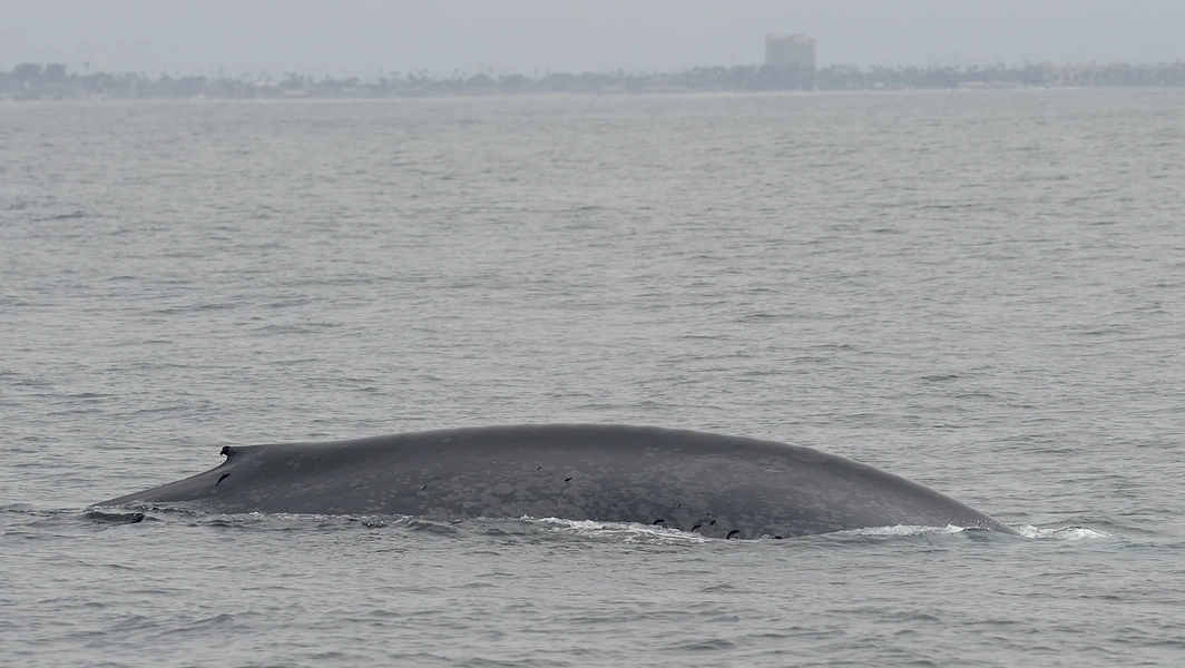 16 loudest animals on Earth