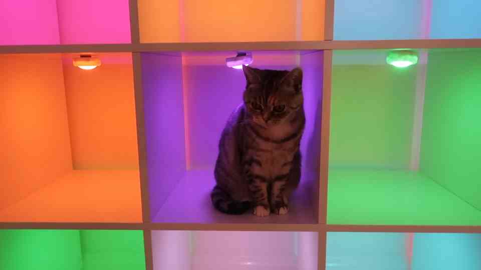 Why do cats love sitting in squares? – The weird behavior test