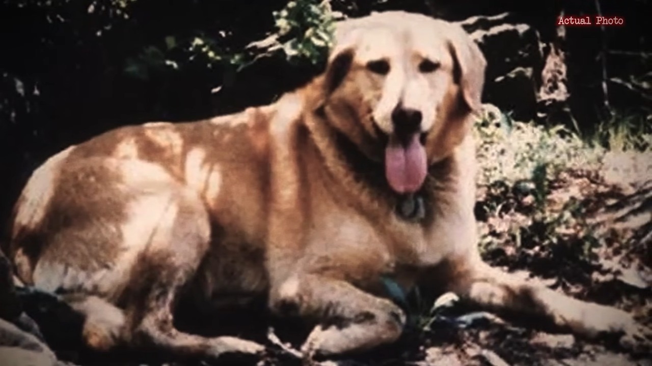 A dog was found near Skyline Drive - then the search turned dark, "No ...