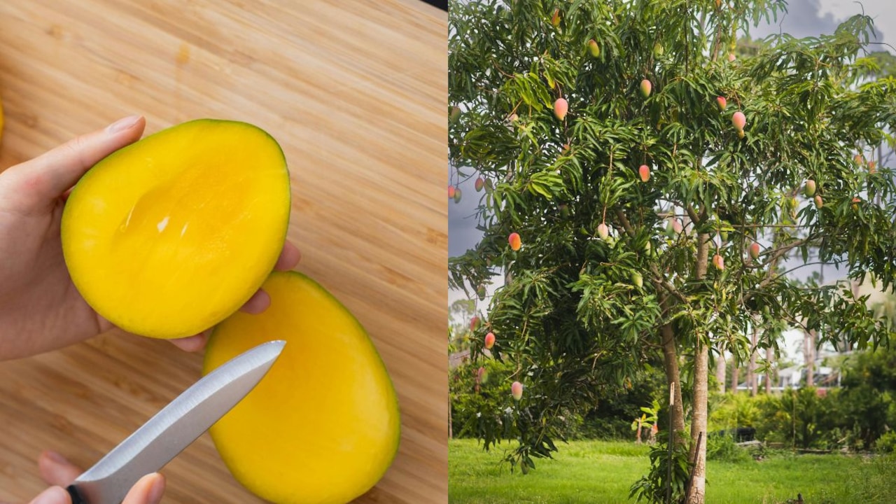 From mango museums to mango villages, places every mango lover needs to ...