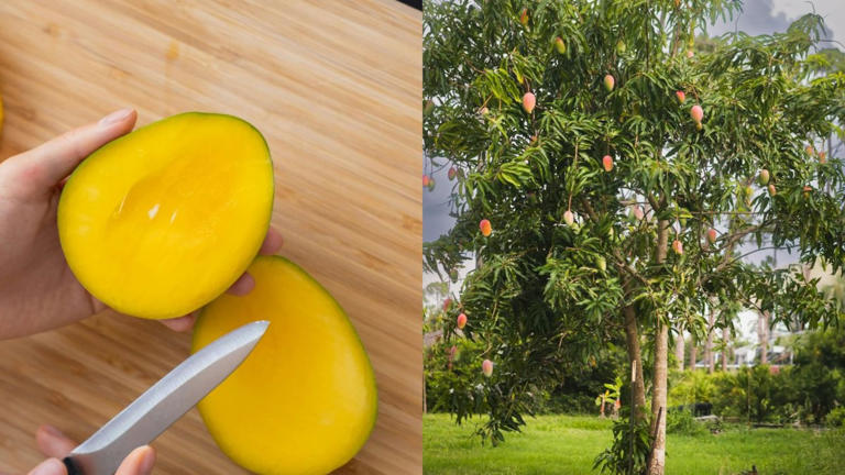 From mango museums to mango villages, places every mango lover needs to ...
