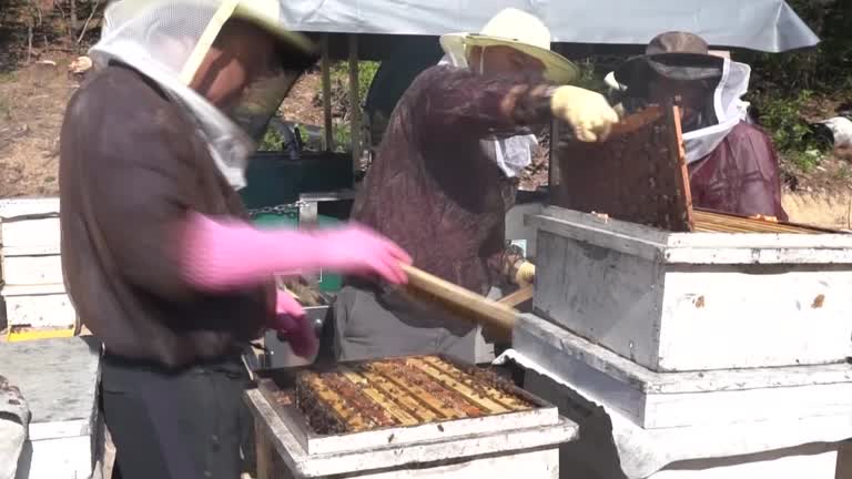 South Korean beekeeper counts the cost of climate change