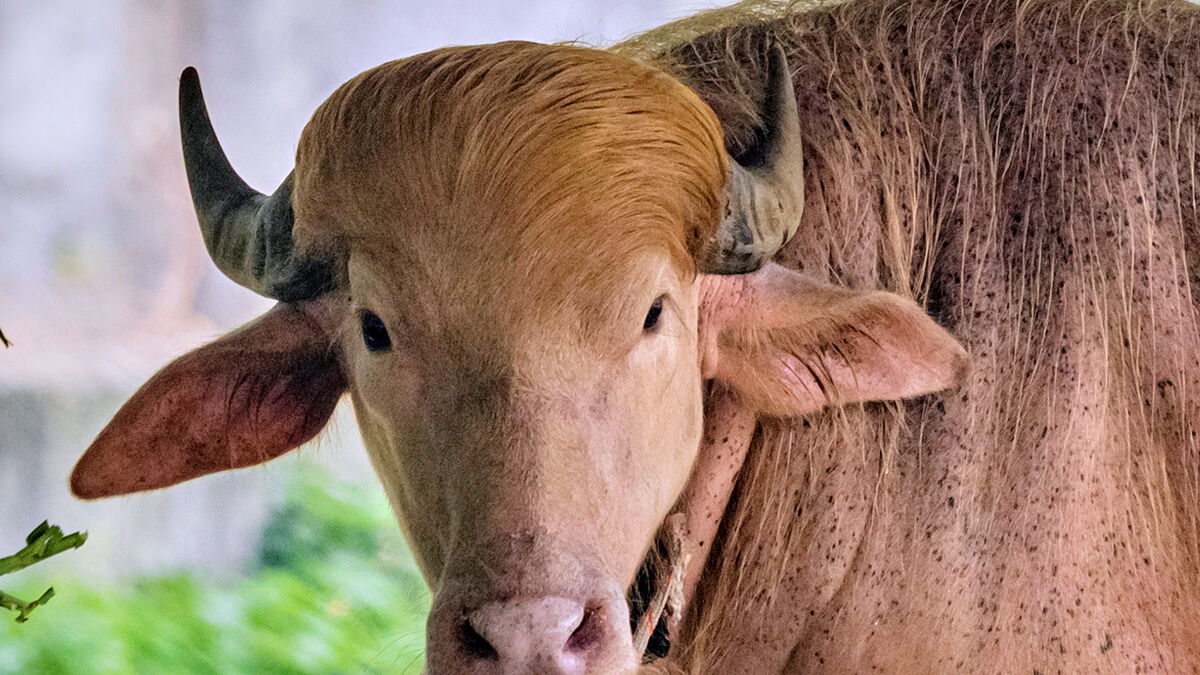 The bovine office – Donald Trump lookalike buffalo thrills Bangladesh ...