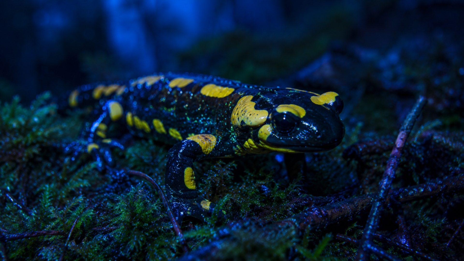 The secret behind the biofluorescent slime of Europe's fire salamanders