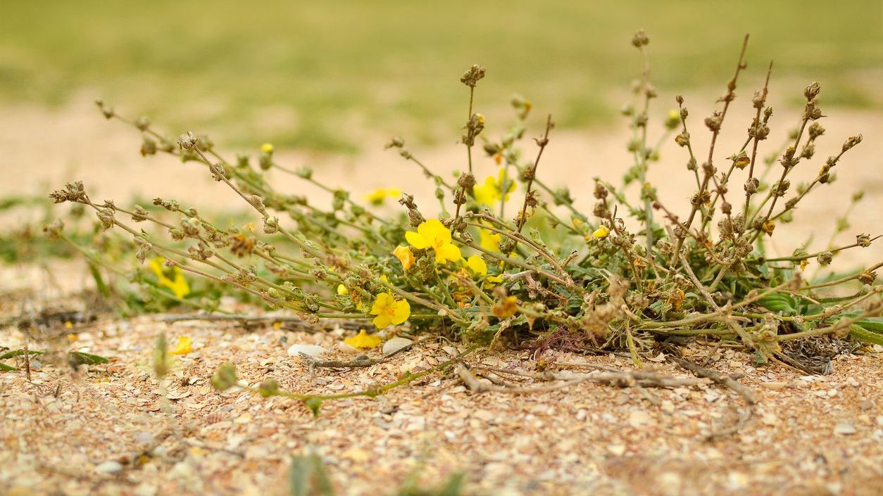 The common weeds that may mean your garden soil is struggling