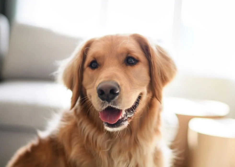Bob the golden retriever gives fetch a very slow twist