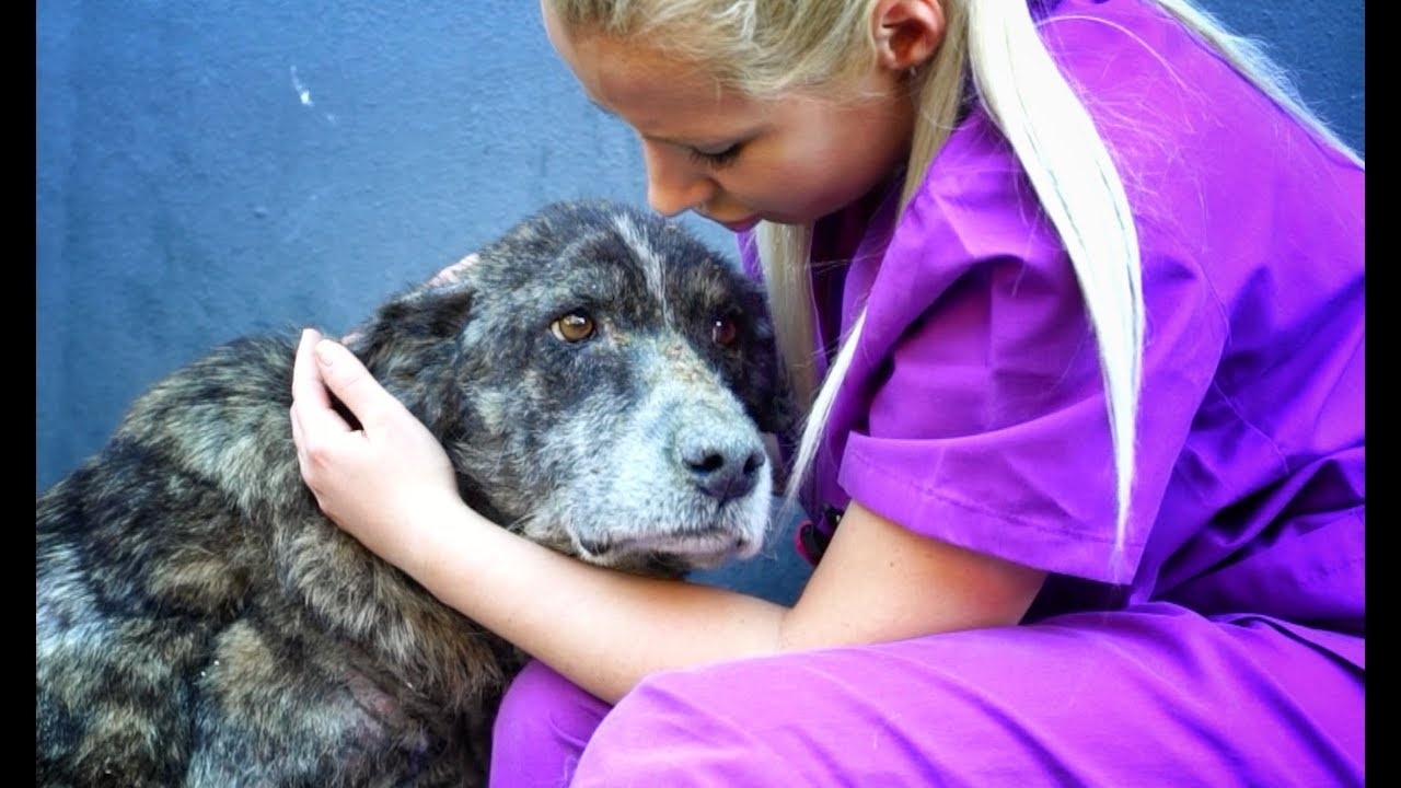 Lonely giant dog waited in a landfill for years - until someone finally ...