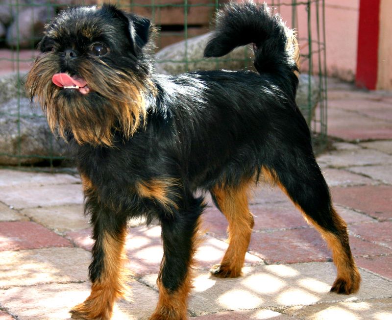 11 dog breeds whose personalities can feel uncannily human at times