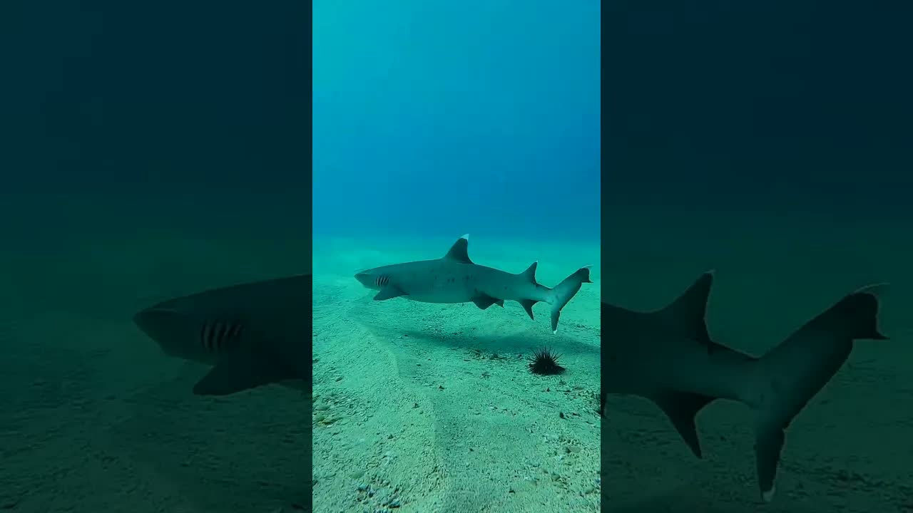 We were focused on photos until this shark changed the mood