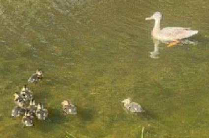 Boys kill ducks with catapults and leave multiple ducklings hurt