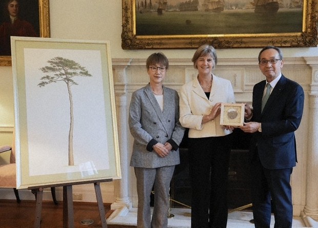 Seeds from clone of pine tree that survived 2011 Japan tsunami to be ...