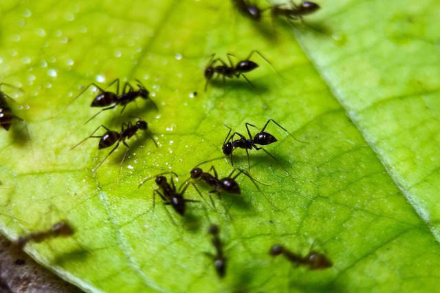 Painful, potentially deadly Asian needle ant spreads to 22 states and ...
