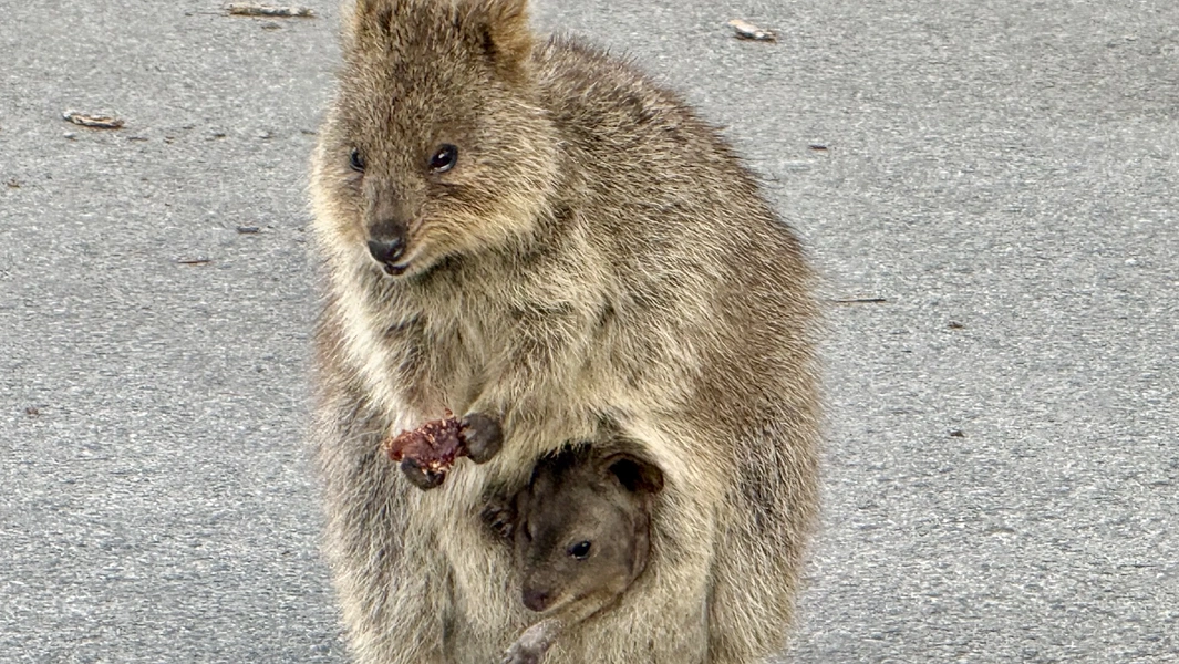 14 fascinating and unusual Australian animals