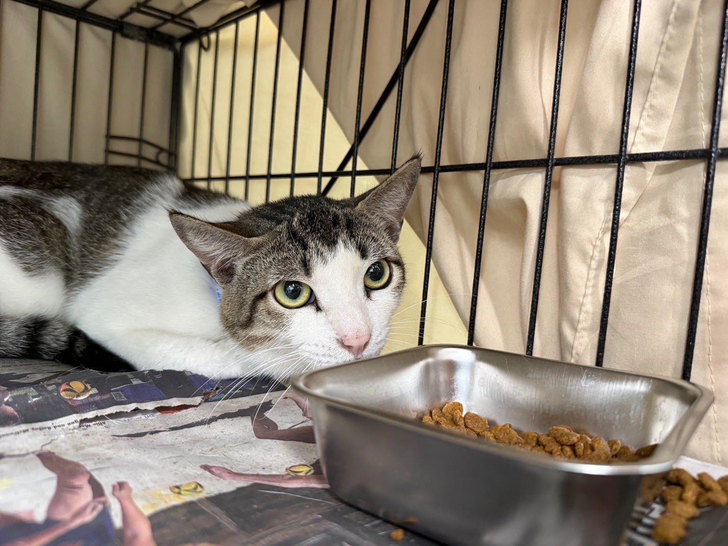 A HOPE steps in for animals and their humans, rescues 82 cats and 2 dogs