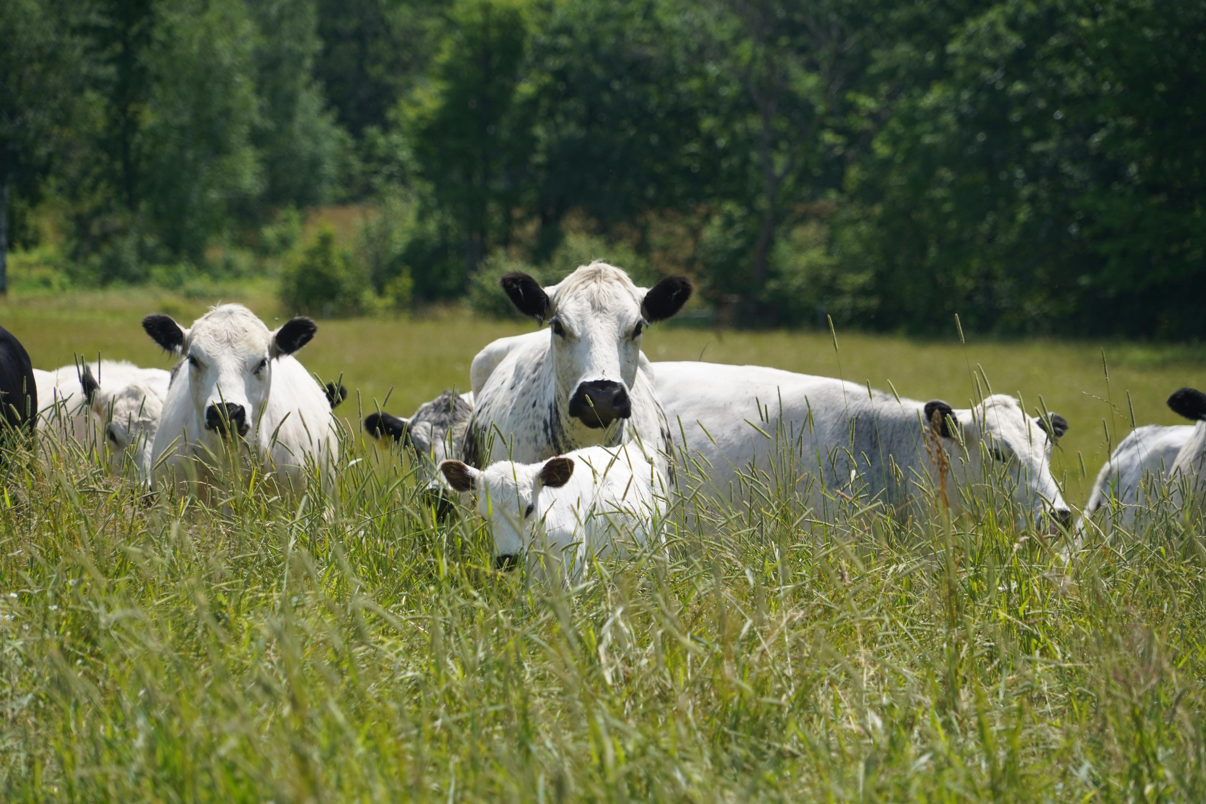 Wisconsin has lots of cows. Why don't Wisconsinites have cheaper beef?
