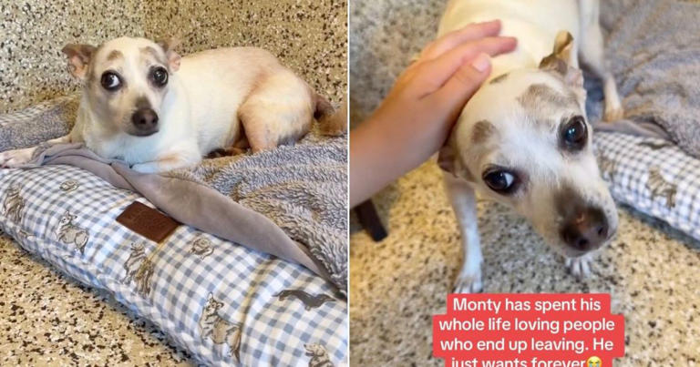 Senior rescue dog has spent all his life giving love to people who keep ...