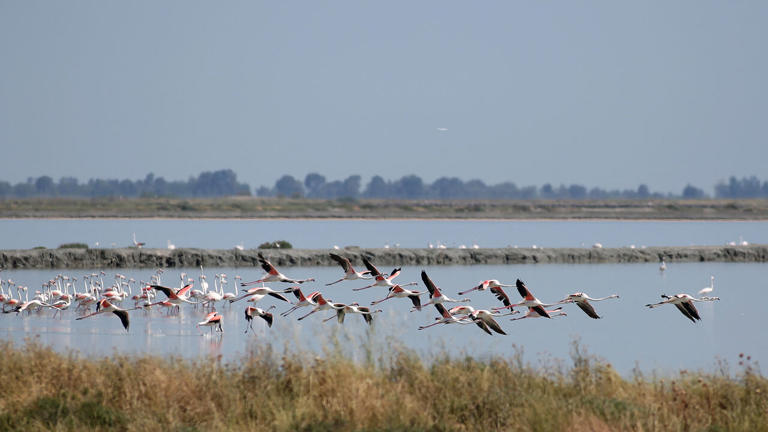 'Flamingo-revolutie' in Albanië: al 4 dagen protest tegen nieuw Trump ...