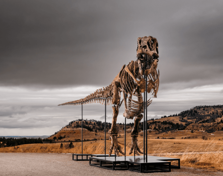 Massive T rex skeleton named Gus heads to auction with record estimate