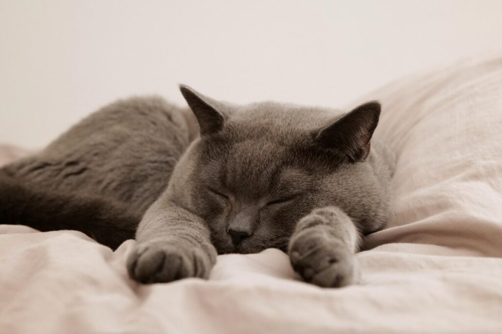 Il tuo gatto passa la giornata a dormire? Scopri quante ore di sonno ...