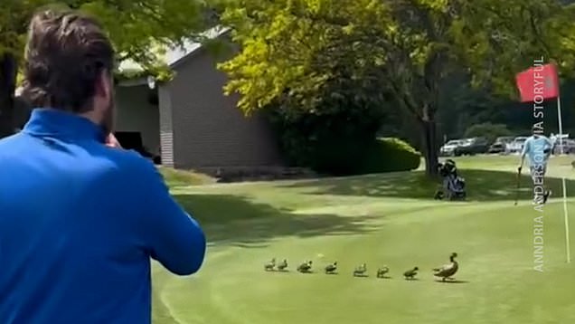 Golfers get audibly angry at adorable line of ducks crossing their game
