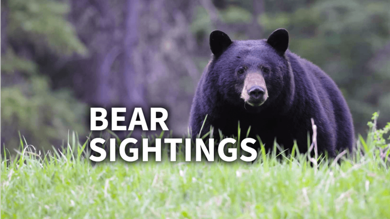 Swansboro police track a moving bear, telling residents: don’t approach ...