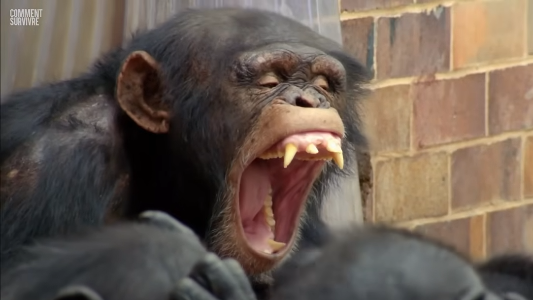« Abattez ce singe, s'il vous plaît ! » - Puis 4 balles n'ont presque ...