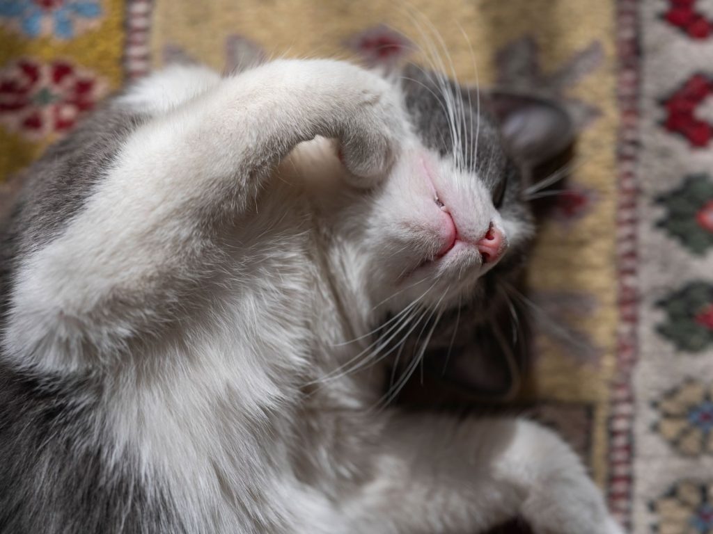 What your cat really means when flopping on the floor
