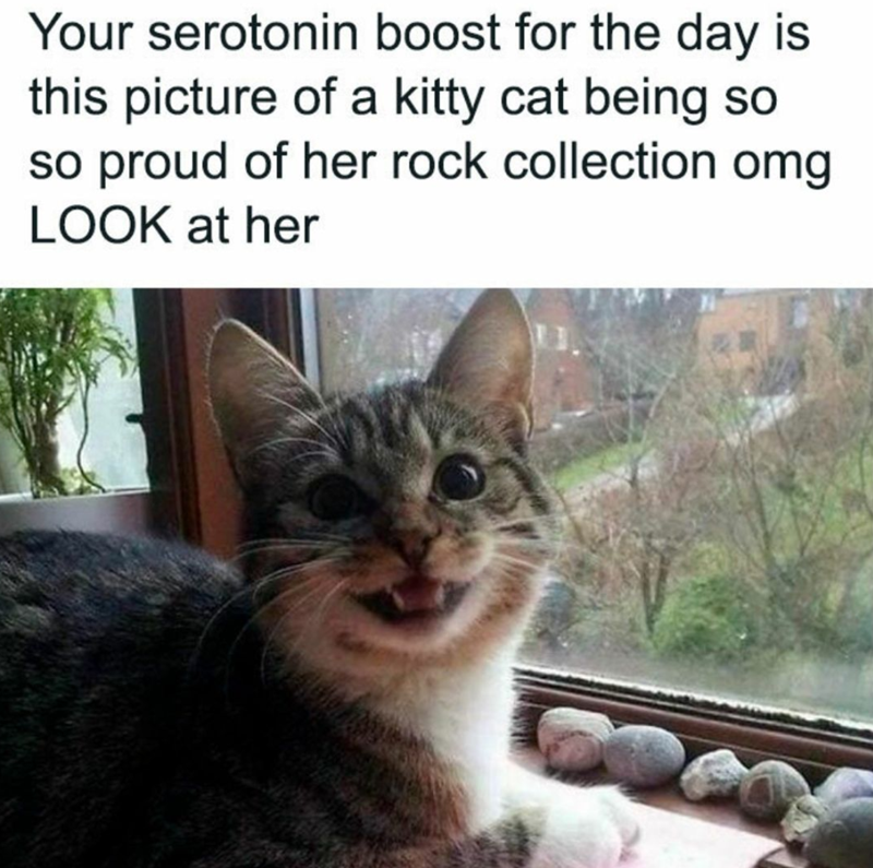 'You deserve this little treat': 23 heartwarming animal memes for ...