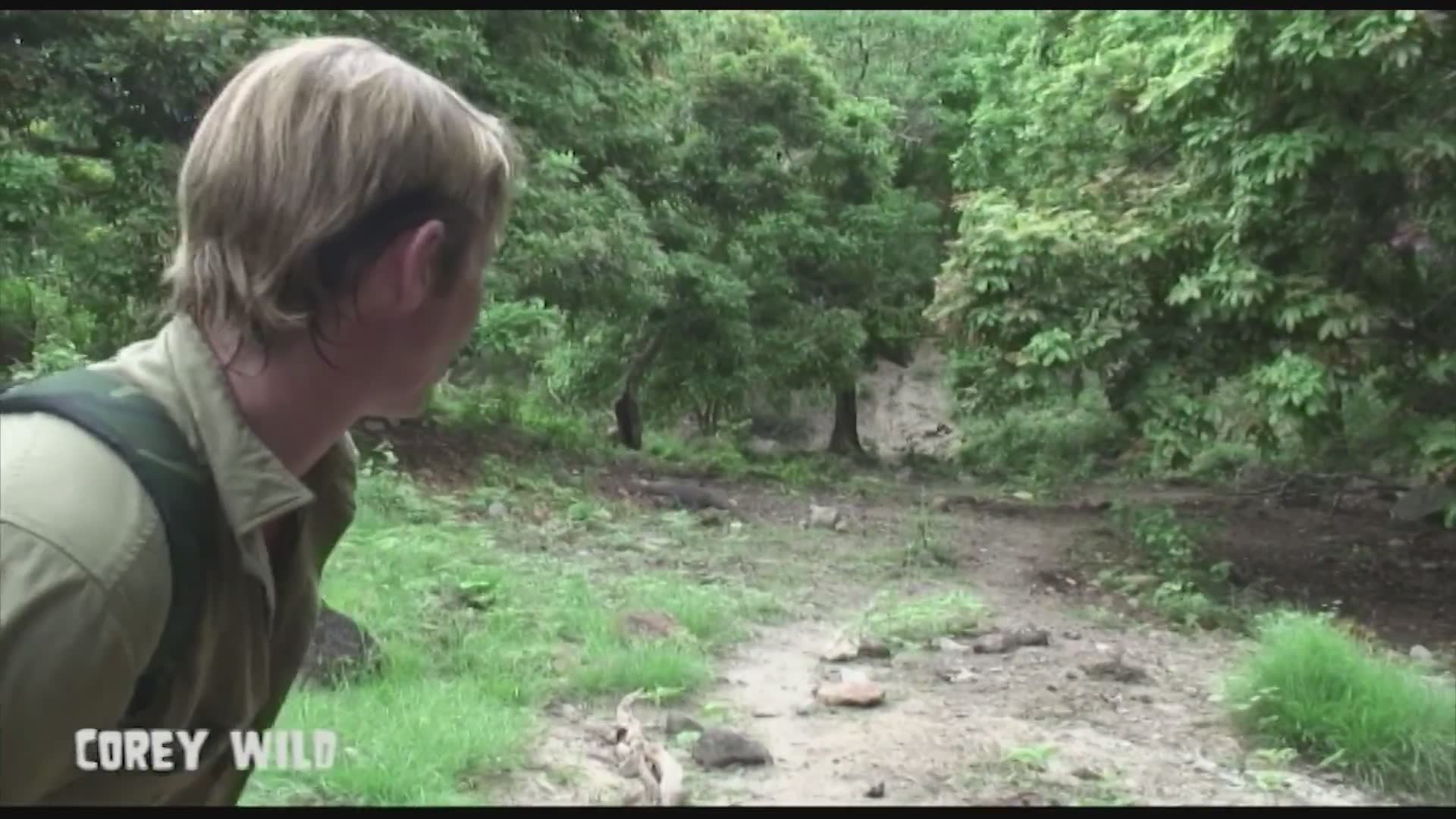 Giant Komodo dragons encounter local villagers