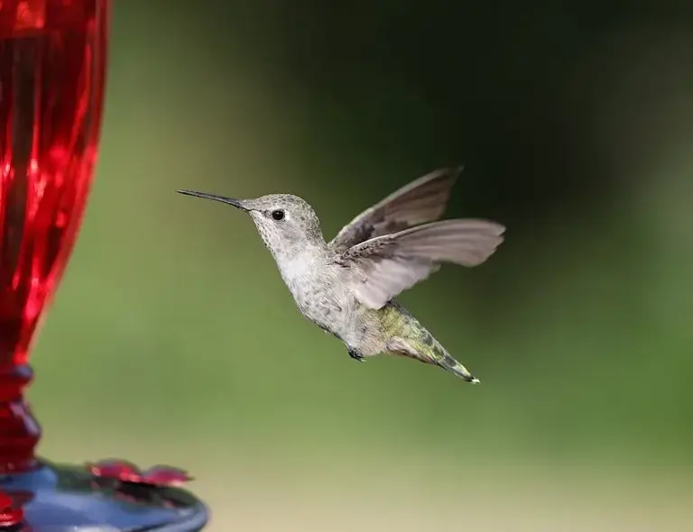 5 hummingbird feeding mistakes driving birds away that should alarm ...