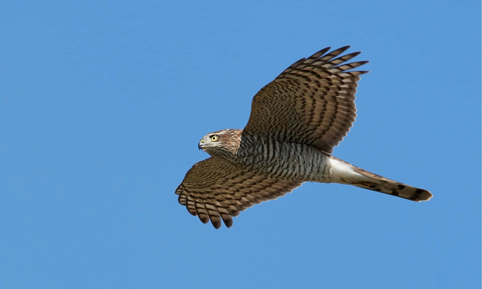 What eats hawks? The predators that can take down these powerful birds