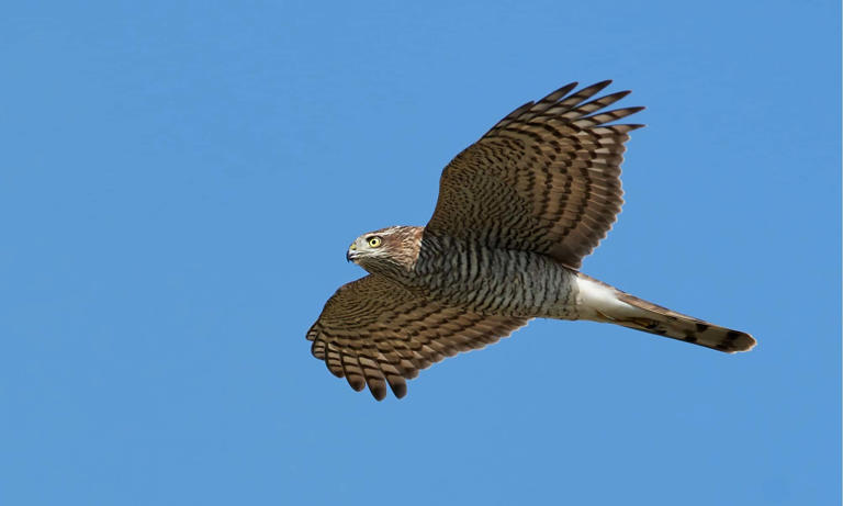 What eats hawks? The predators that can take down these powerful birds